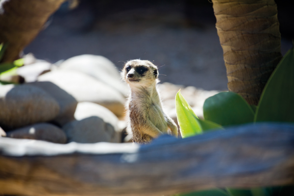 The Royal Children's Hospital - Finalist - 2012 Melbourne Design Awards