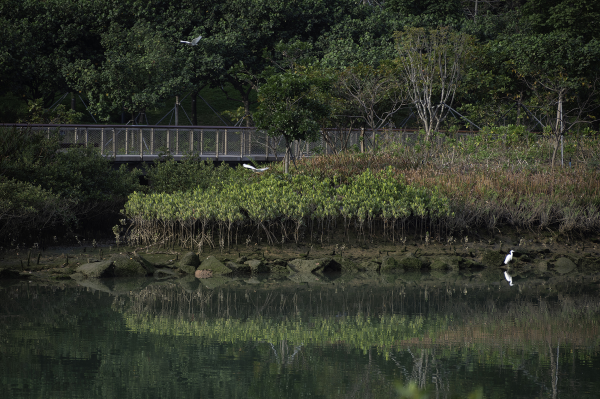 Harmonizing urban development with ecological restoration - Qianhai ...