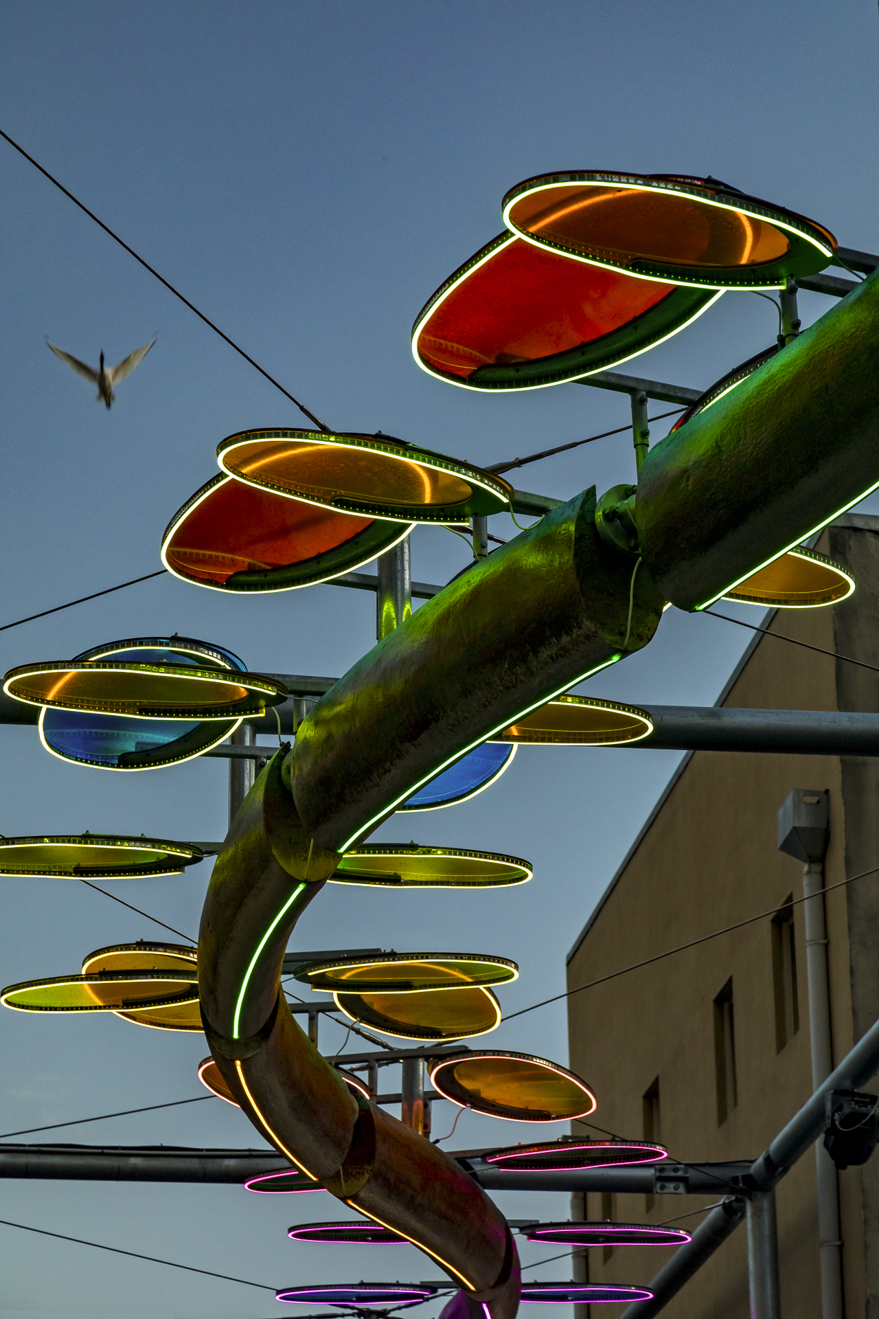 Burra burawa birrung gili (eel above countless generations of starlight)