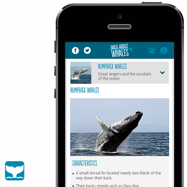 Wild About Whales